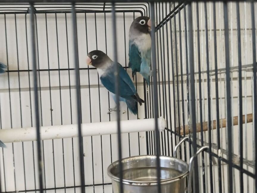 Попугай неразлучники