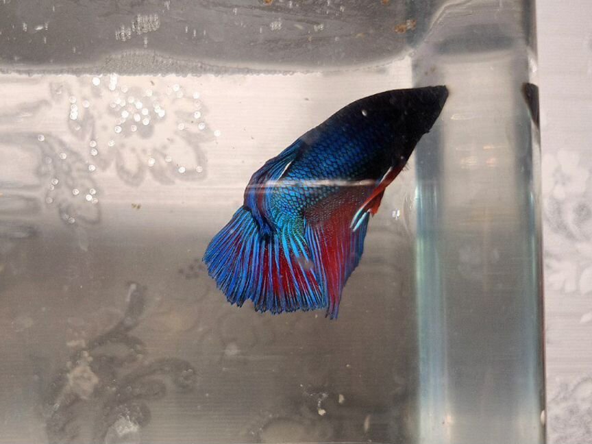 Рыба петушок самец с аквариумом