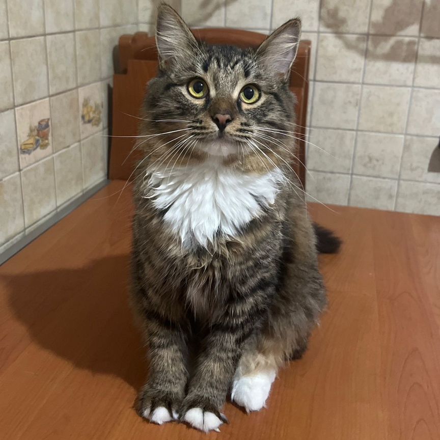 Мейн-кун котёнок