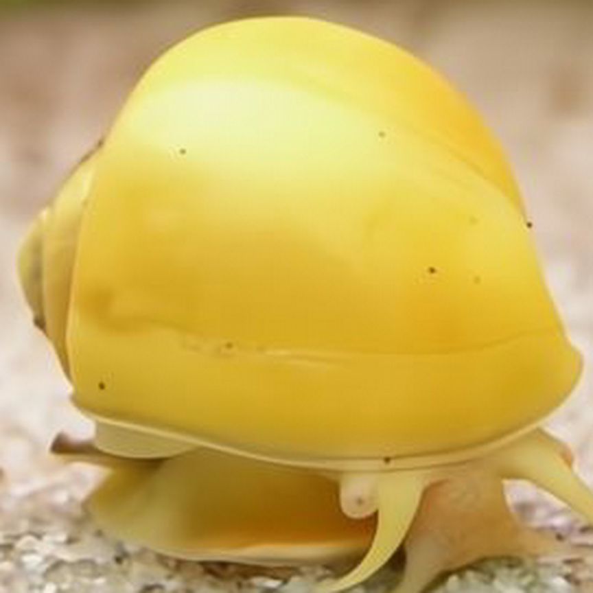 Улитки ампуллярии