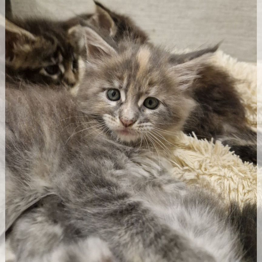 Мейн-кун котёнок