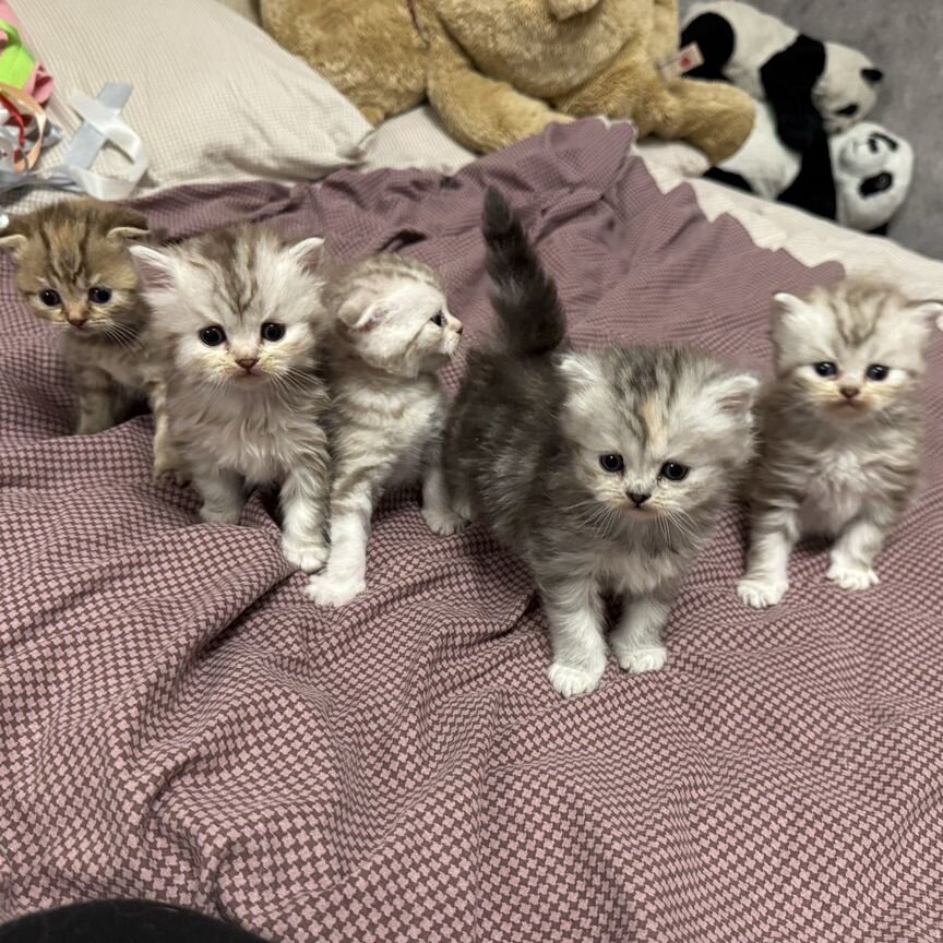 Шотландский вислоухий короткошёрстный котёнок