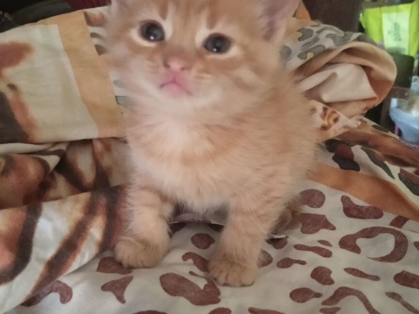 Котята метисы