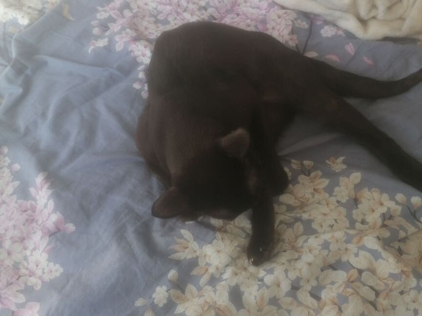 Вязка бурманский кот