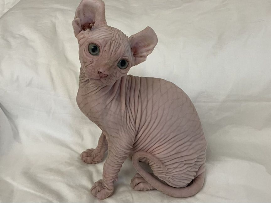 Канадский сфинкс котенок. Эльф канадский сфинкс
