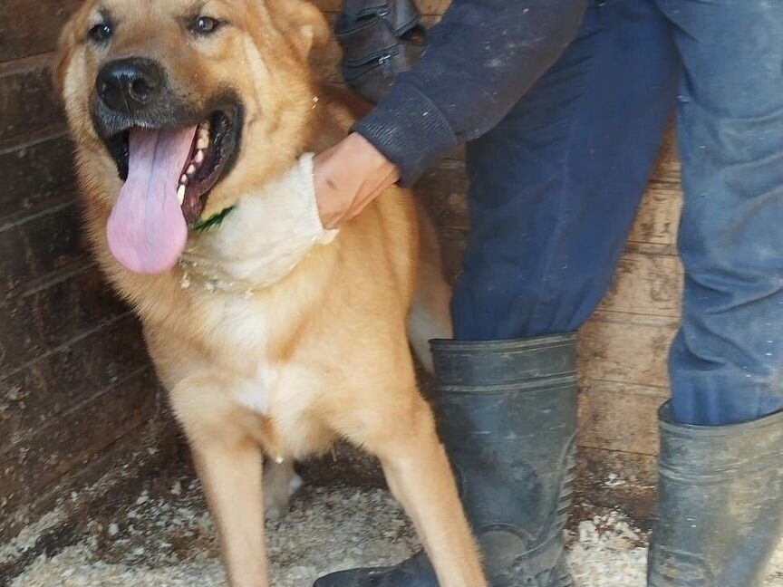 Собака Голди в хорошую семью бесплатно