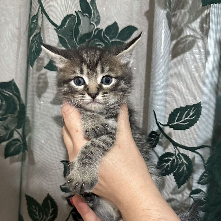 Шотландская