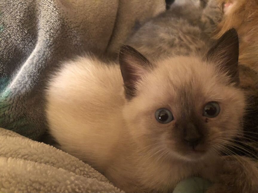 Сиамский кот