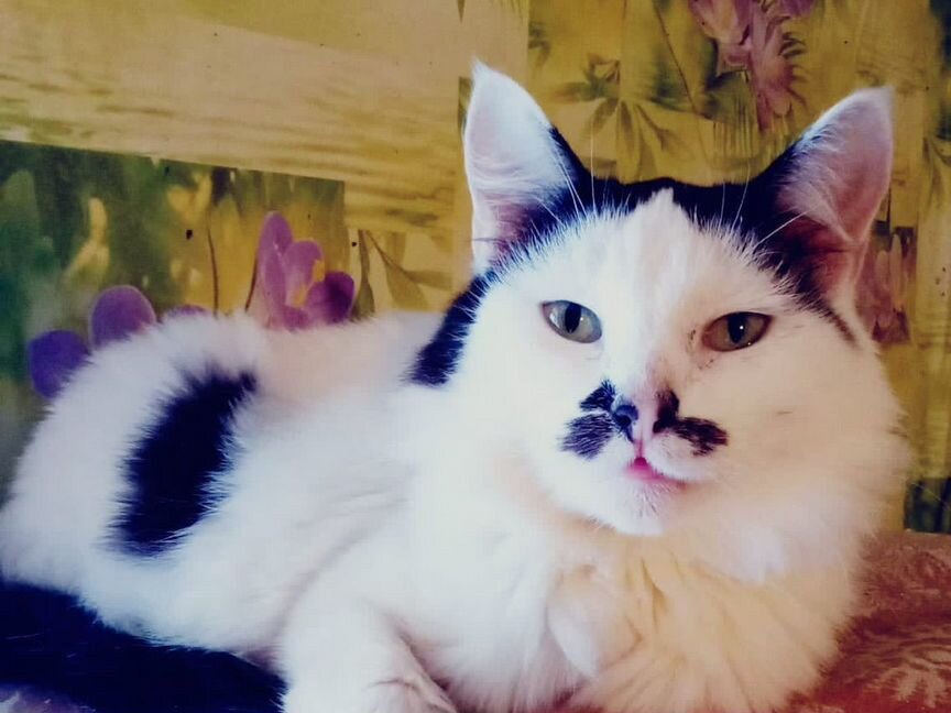 Кошечка брутал.)