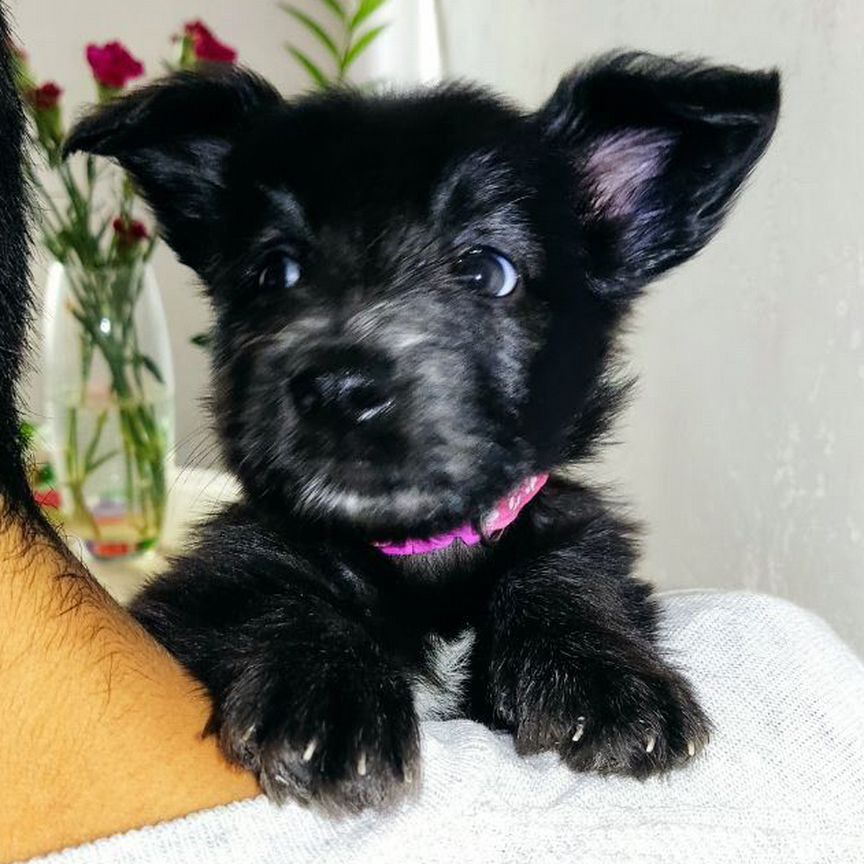 Скай терьер щенки