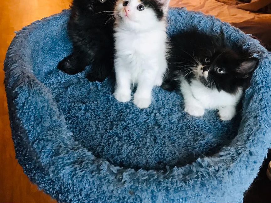 Котята мейн-кун