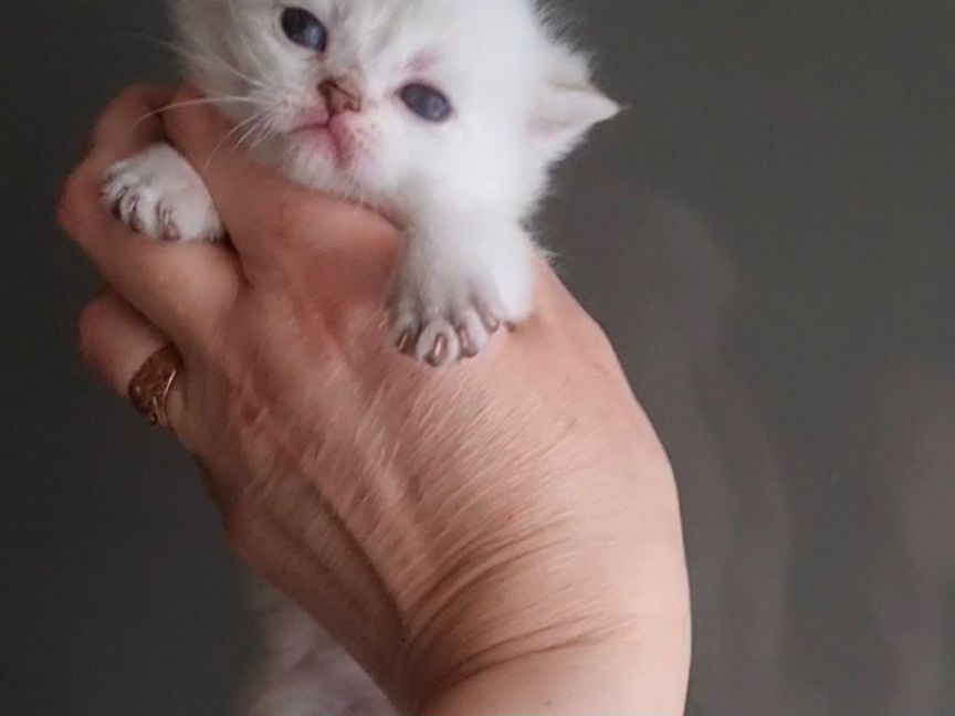 Мальчики золотые колорпойнт