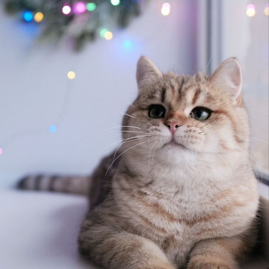 Золотой британский котик