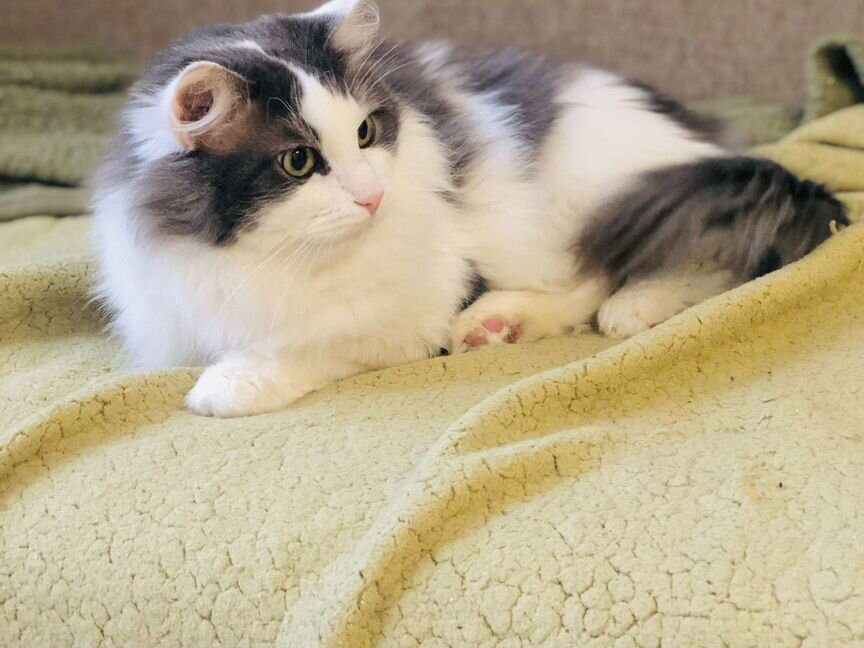 Красивый умный котик