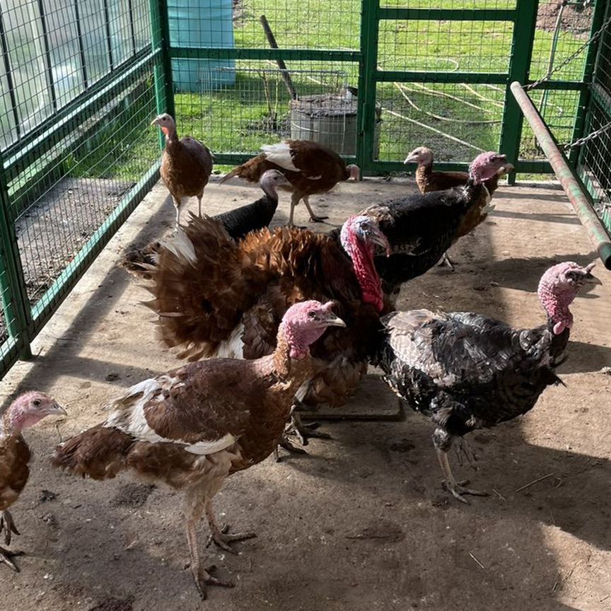 Индюки живые