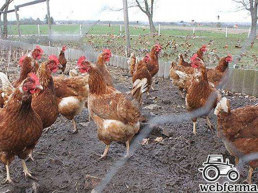 Отличные курочки