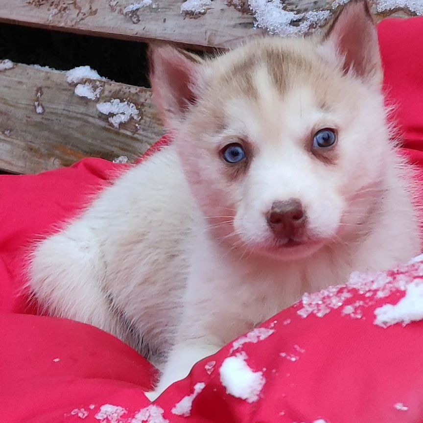 Мальчик хаски