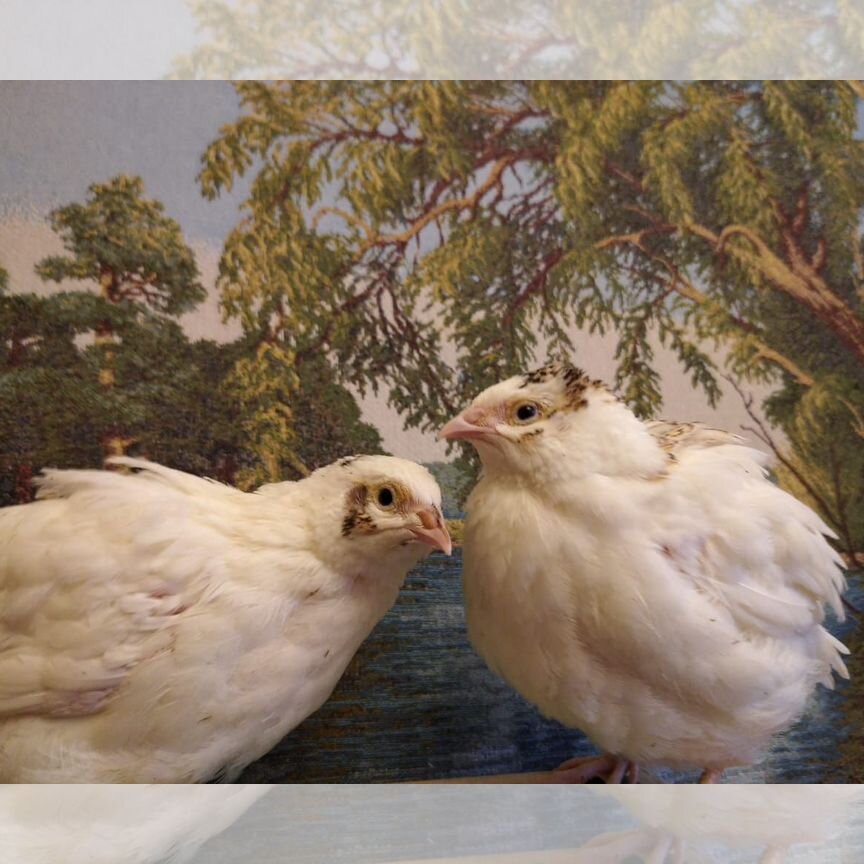 Перепела. Инкубационное яйцо