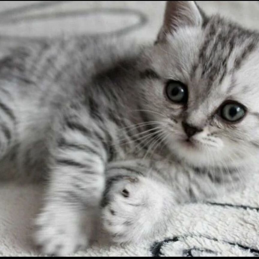 Шотландские котята