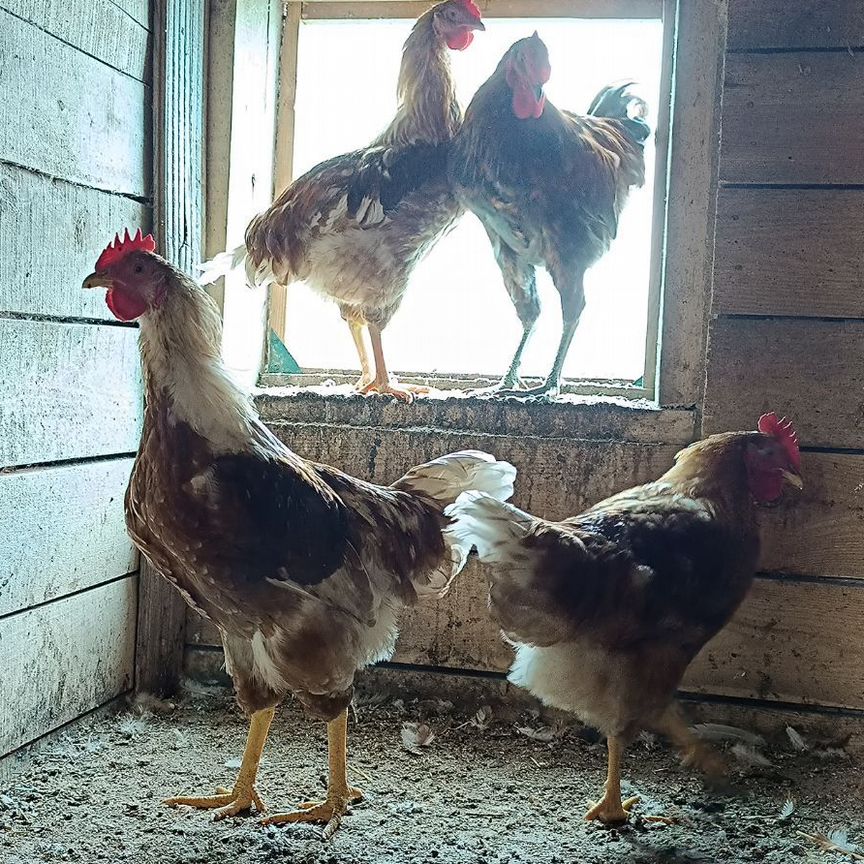 Молодые петухи