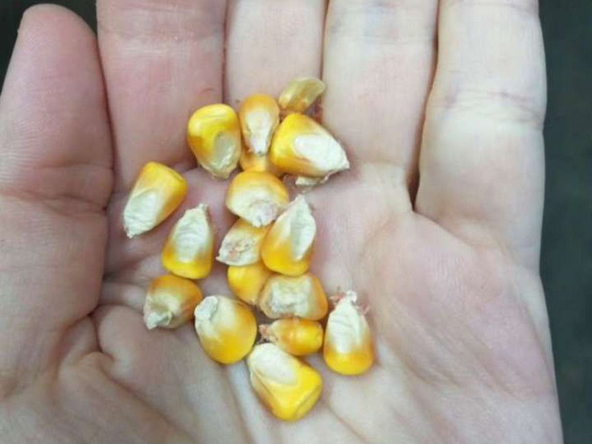 Продам кукурузу фуражную,ячмень,пшеницу