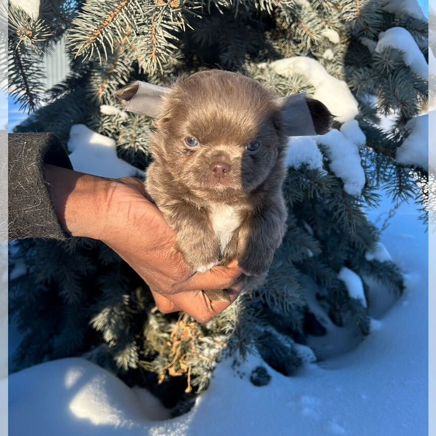 Чихуахуа, щенок