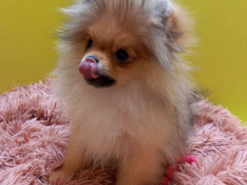 Померанский шпиц мини щенок