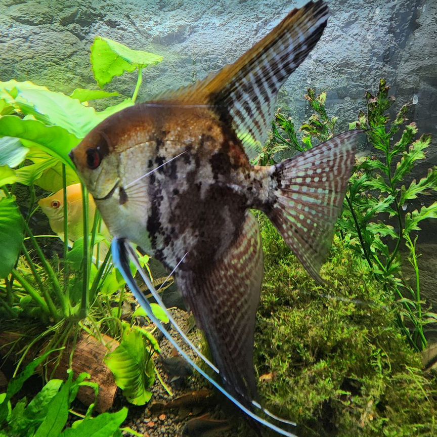 Скалярия вуалевая самец