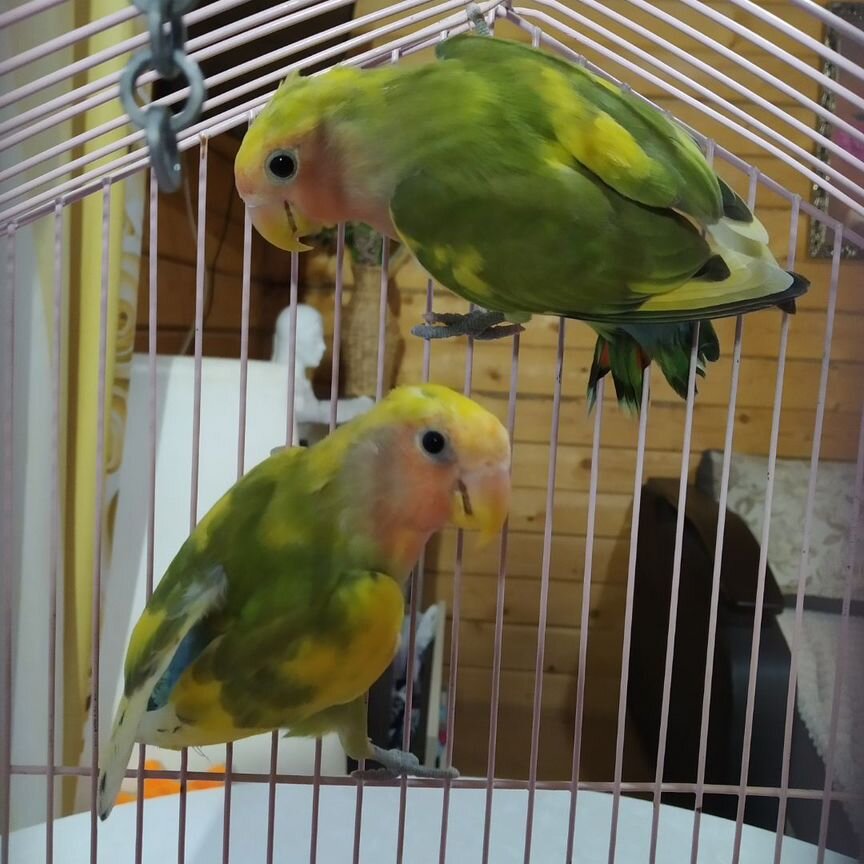 Попугайчики неразлучники(мальчики)