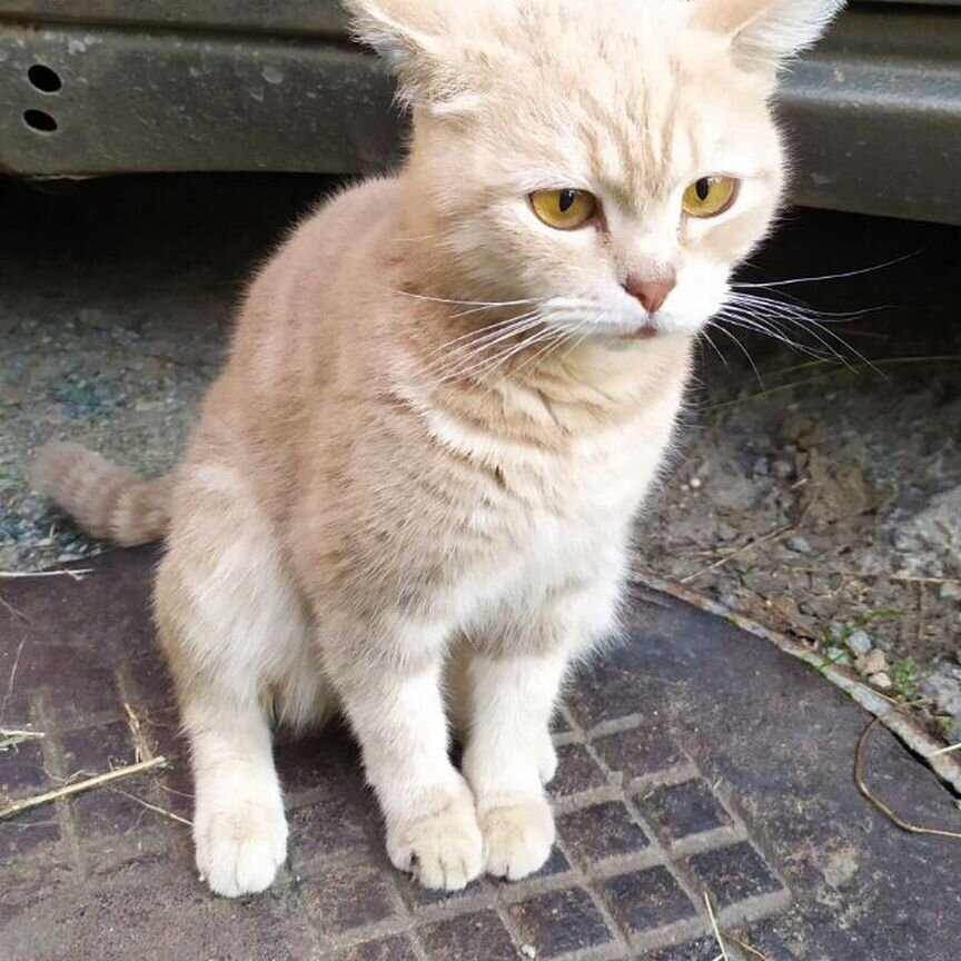 Британская кошка