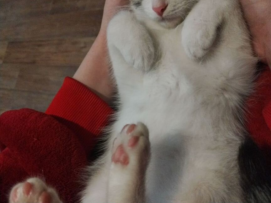 Котята в добрые руки бесплатно