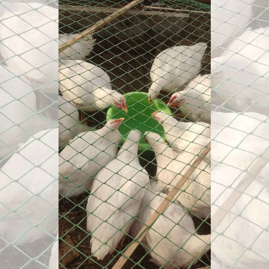 Мясо куры бройлера