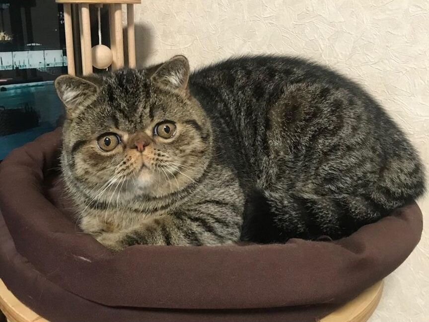 Экзотический короткошерстный котик