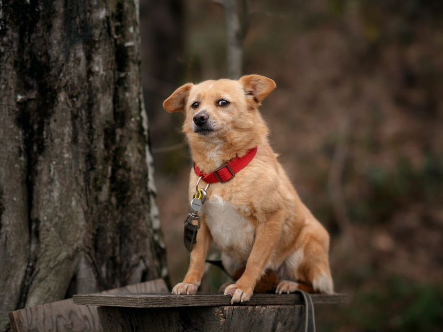 Собака в добрые руки отдам бесплатно