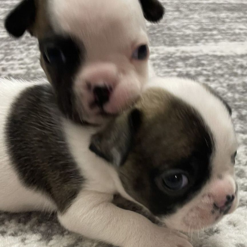 Французский бульдог щенки