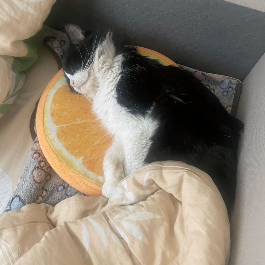 Пристаиваю кота Яшу