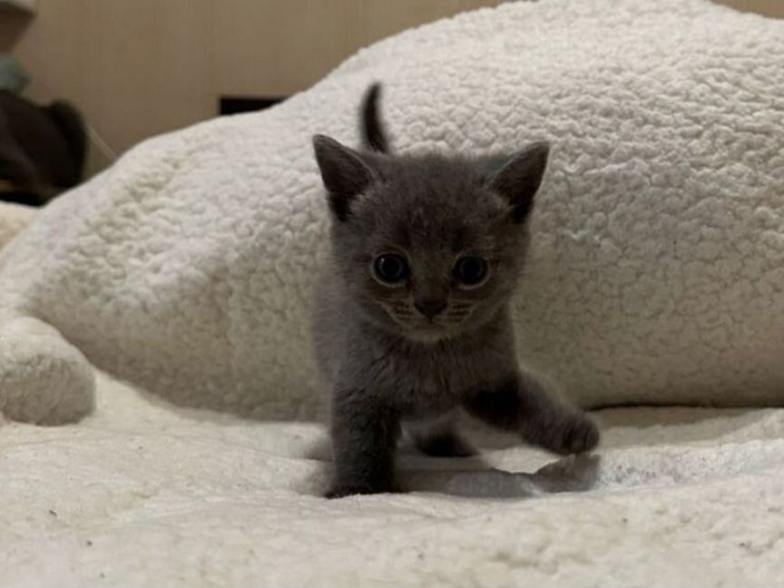 Британская