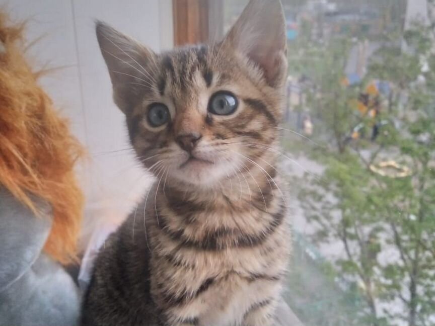 Котята 3 месяца с доставкой