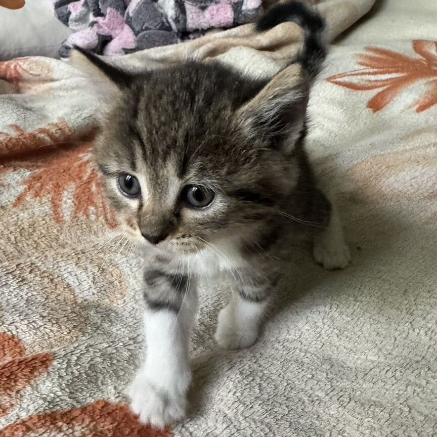 Котята