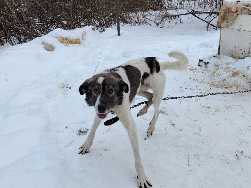 Собаке важно найти как можно скорее надёжный дом