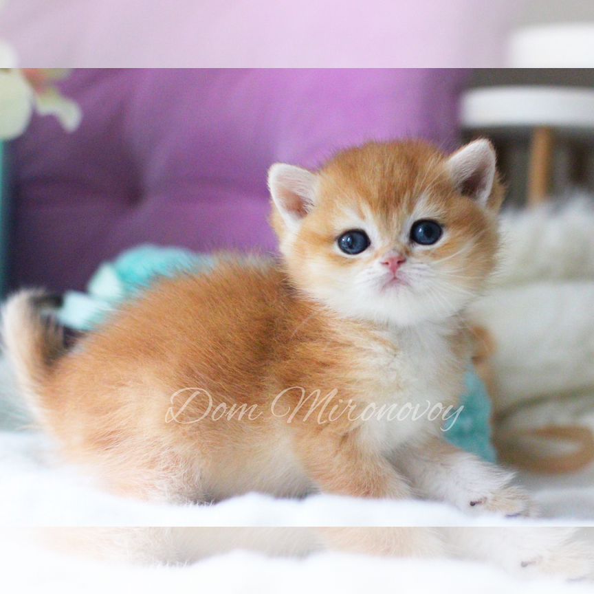 Британские золотые и серебристые шиншиллы