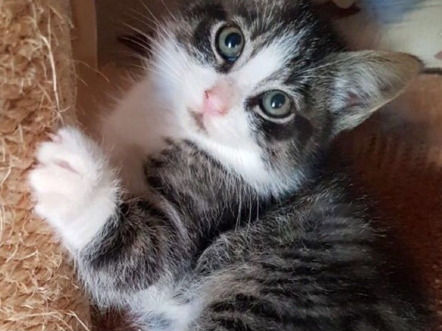 Ласковый полосатый котенок в добрые руки