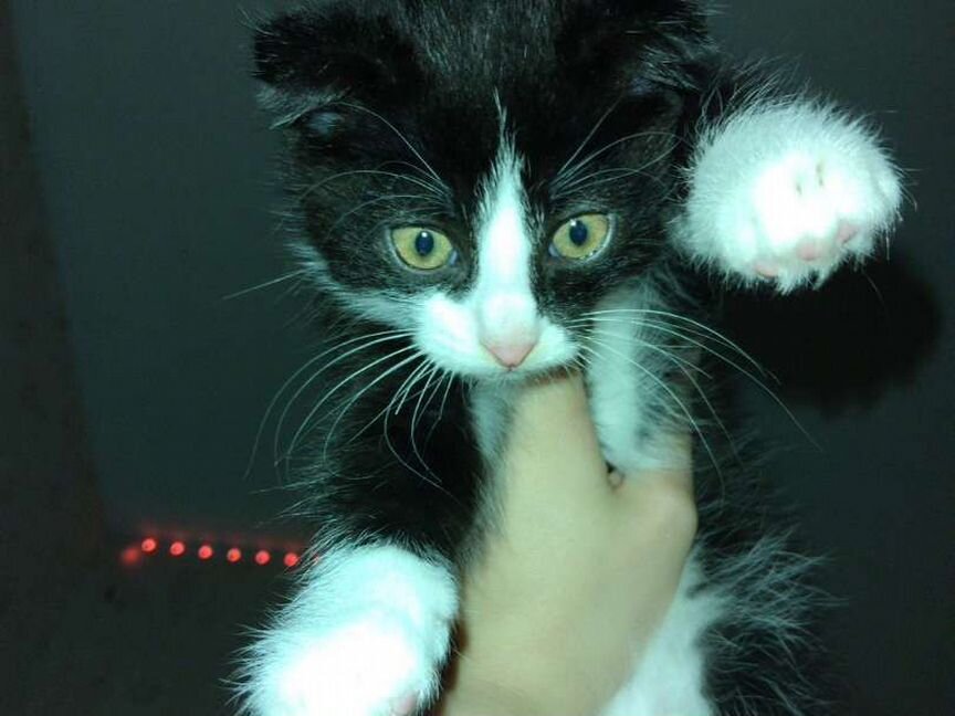 Котенок мальчик, отдам на заботу и воспитание