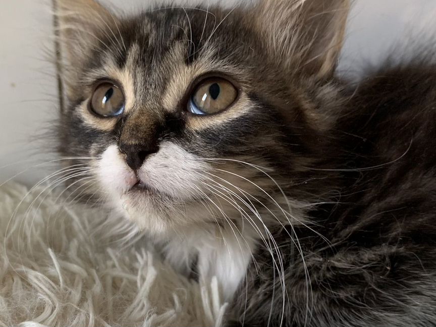 Котёнок Китти