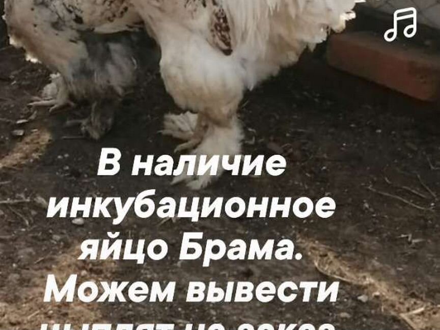 Фавероль микс