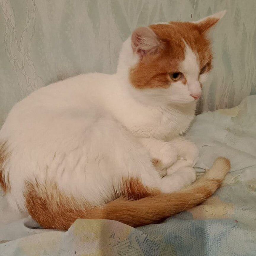 Уютная кошка солнышко в дар