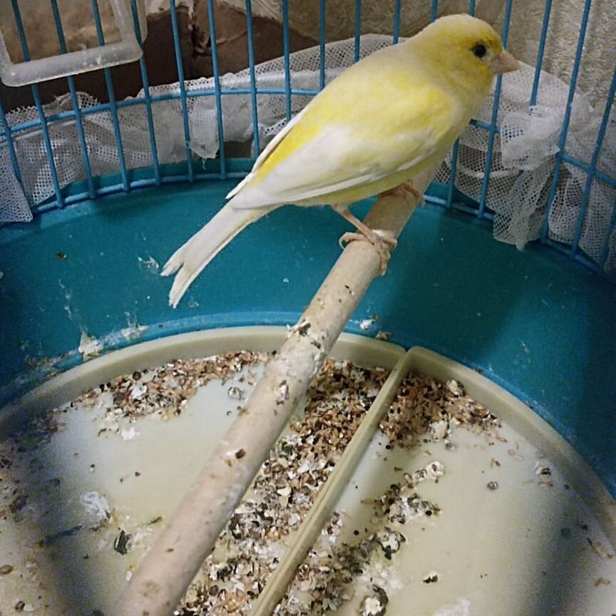 Канарейка самка поющая.с клеткой