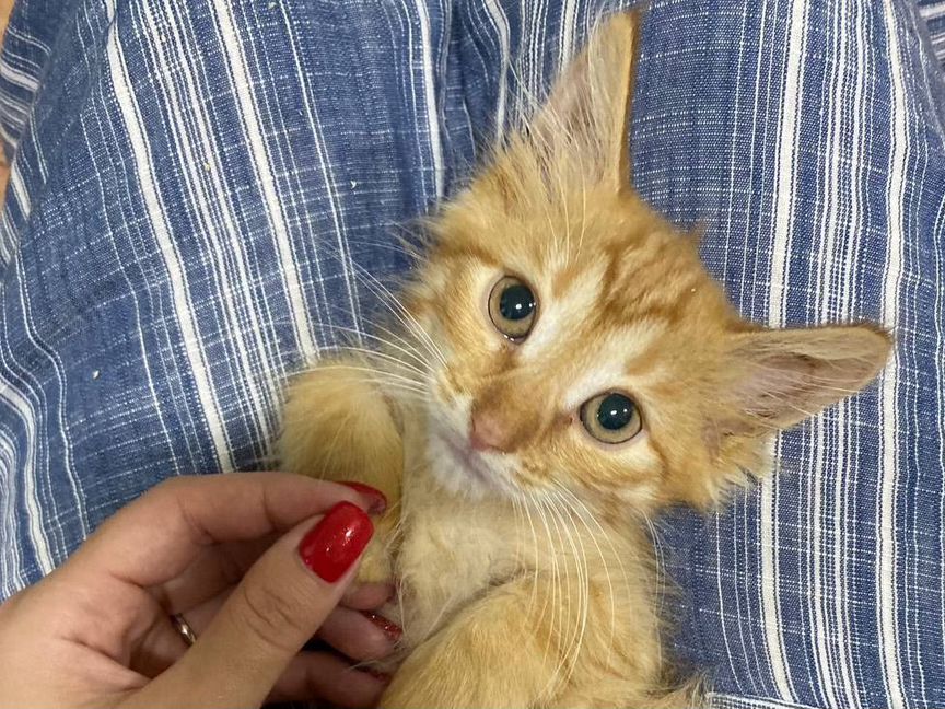 Рыжий котёнок Проша