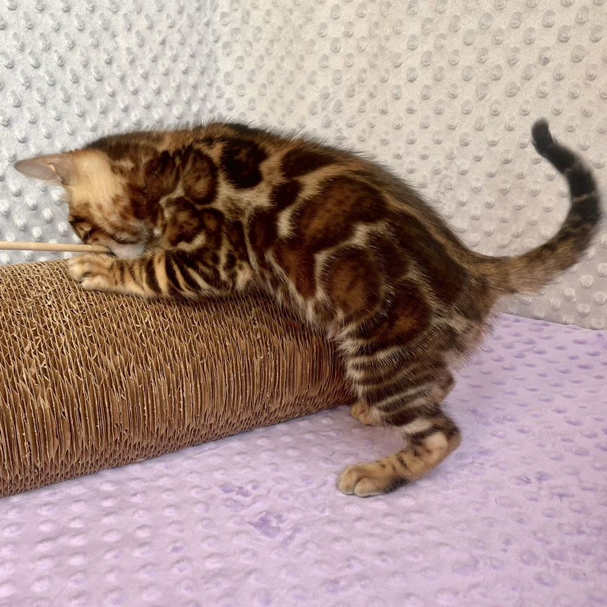Бенгальские котята, Бенгал