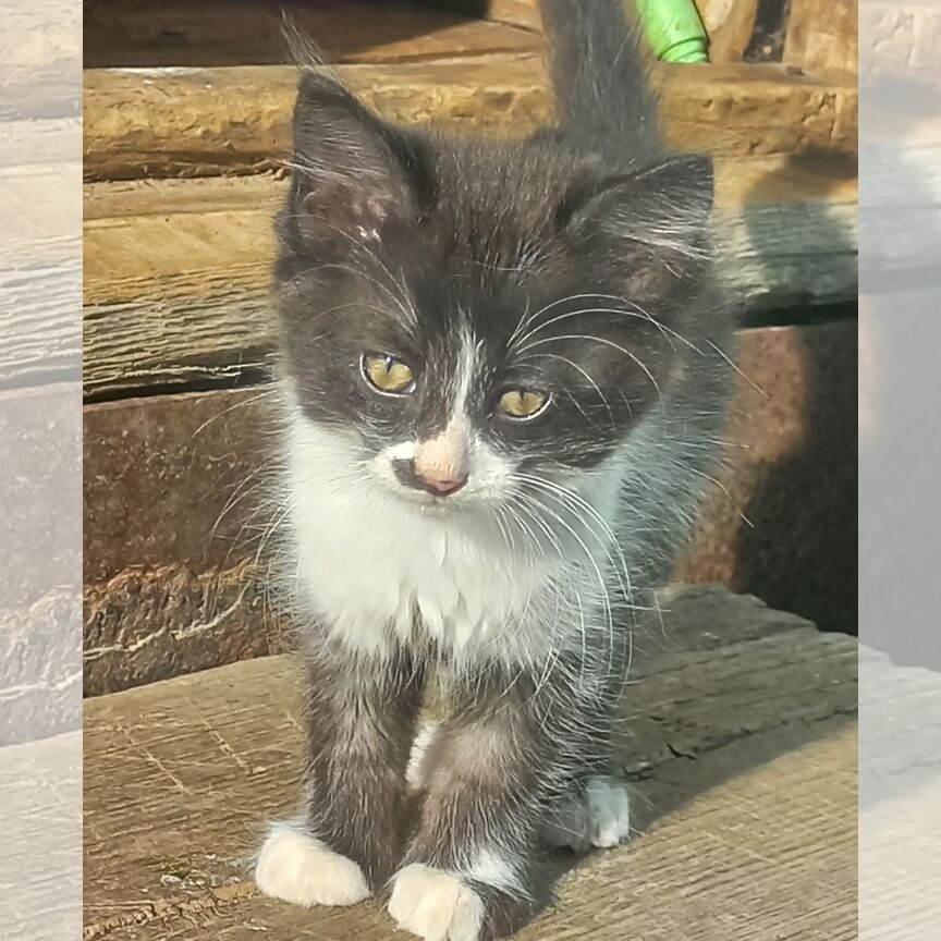 Котенок
